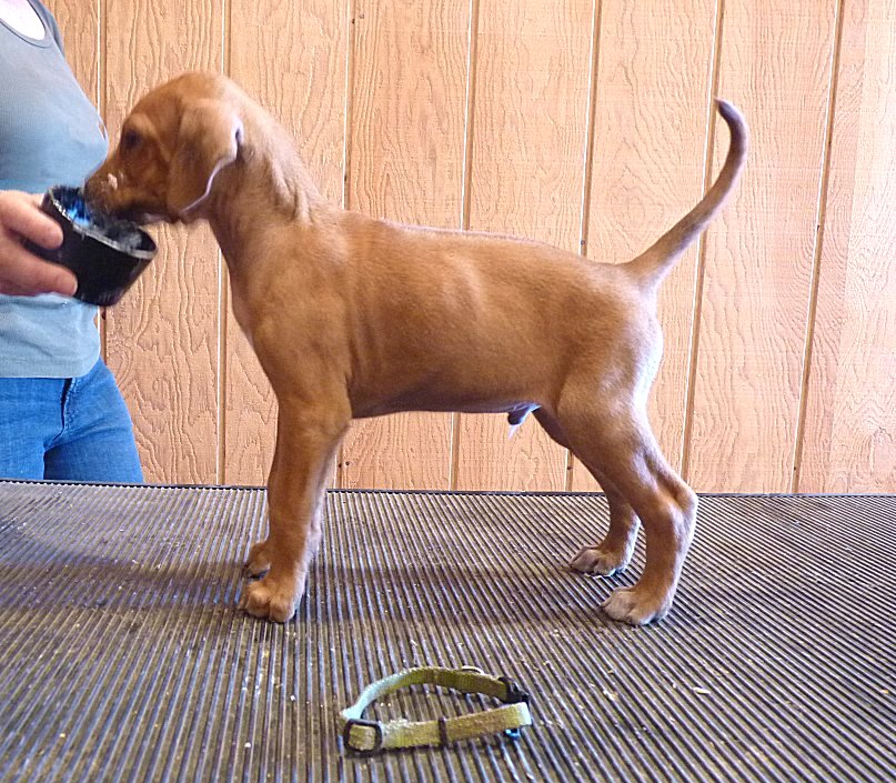 Koda Rhodesian Ridgebacks - Bree-Cruz #2