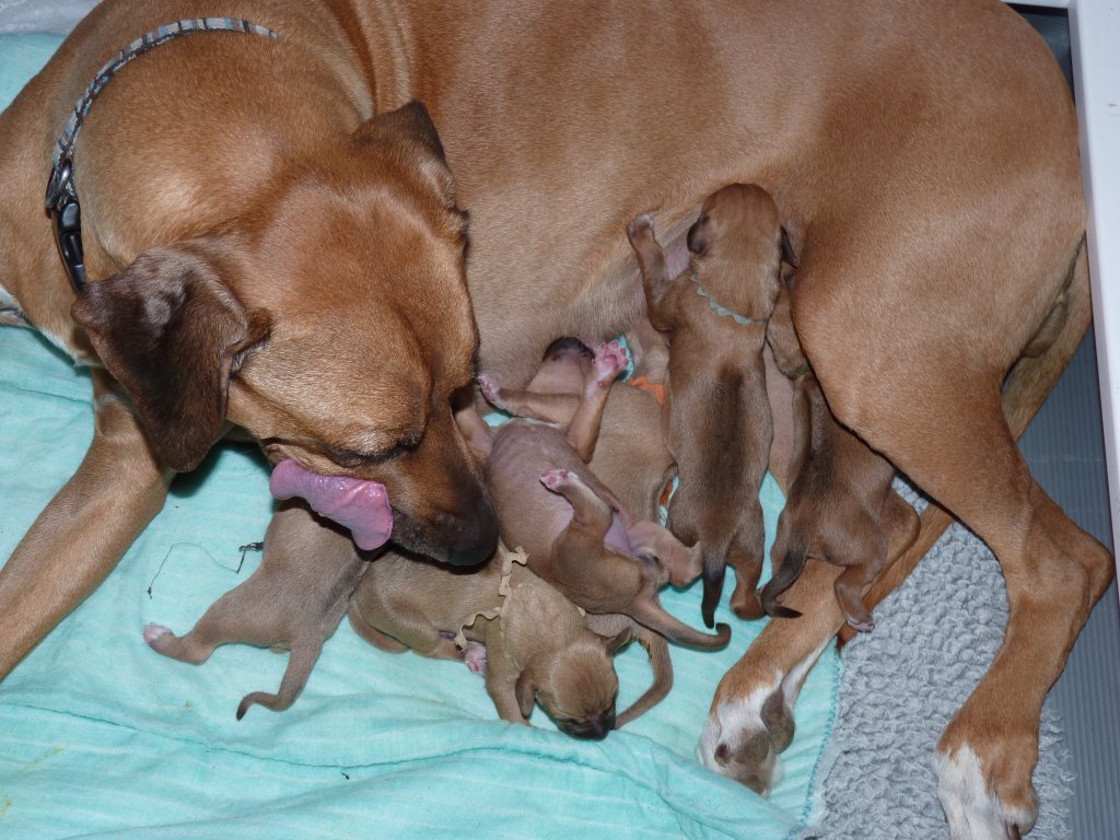 Koda Rhodesian Ridgebacks - Bree-Cruz #2