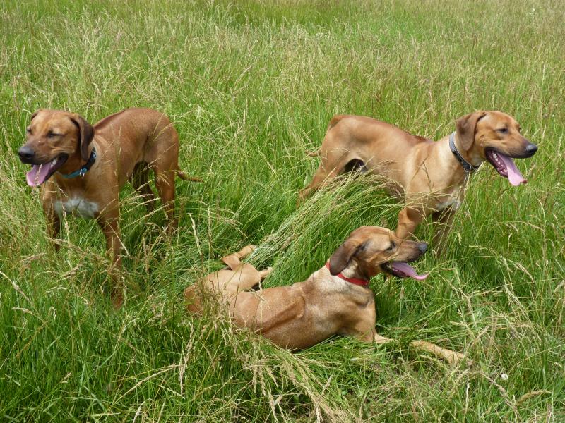 Koda Rhodesian Ridgebacks - History of the Breed